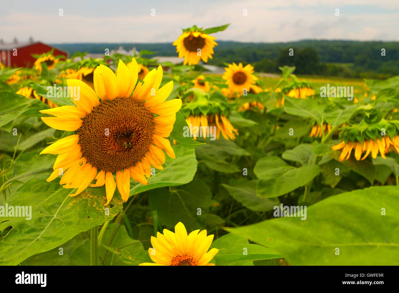 Sunflowers blooming in the farm fields Stock Photo - Alamy