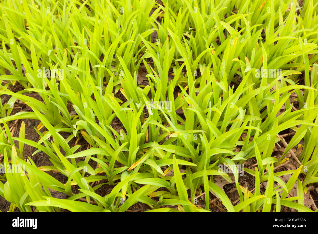 View of the green grass lawn in the park Stock Photo - Alamy
