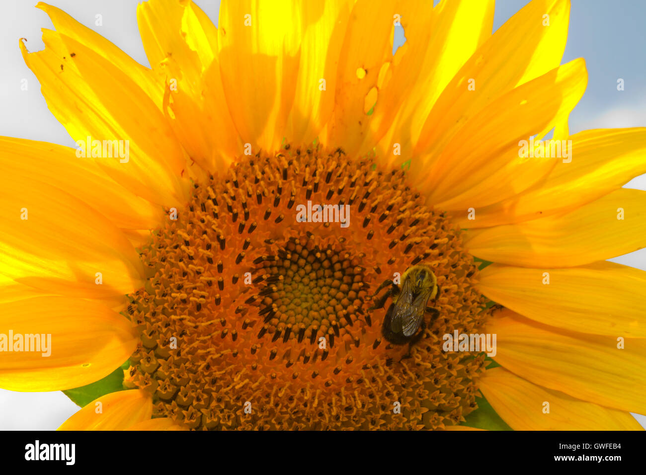 Bees pollinating sunflowers blooming in the farm fields Stock Photo - Alamy