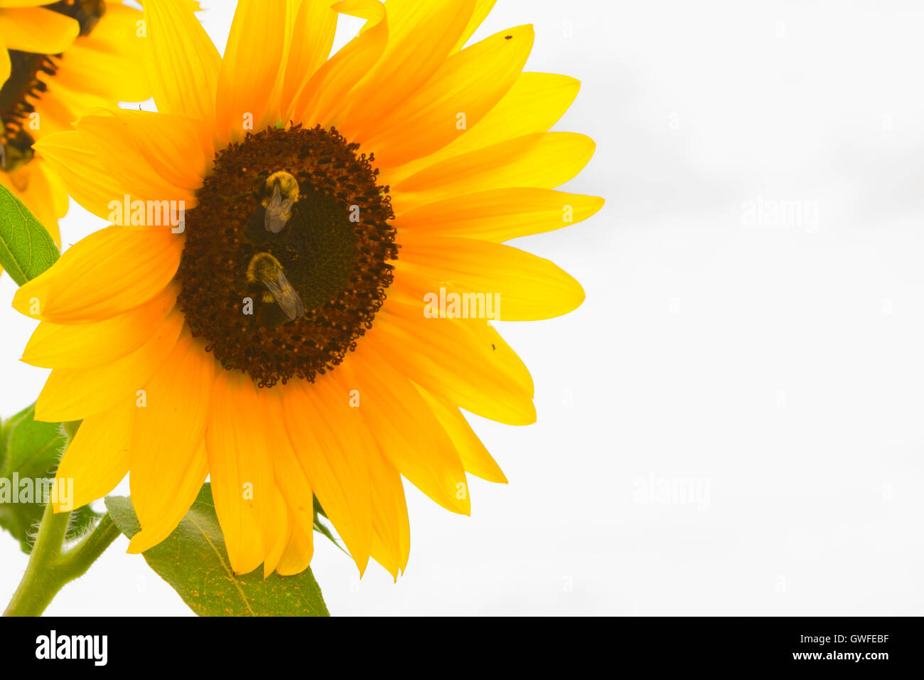 Bees pollinating sunflowers blooming in the farm fields Stock Photo - Alamy