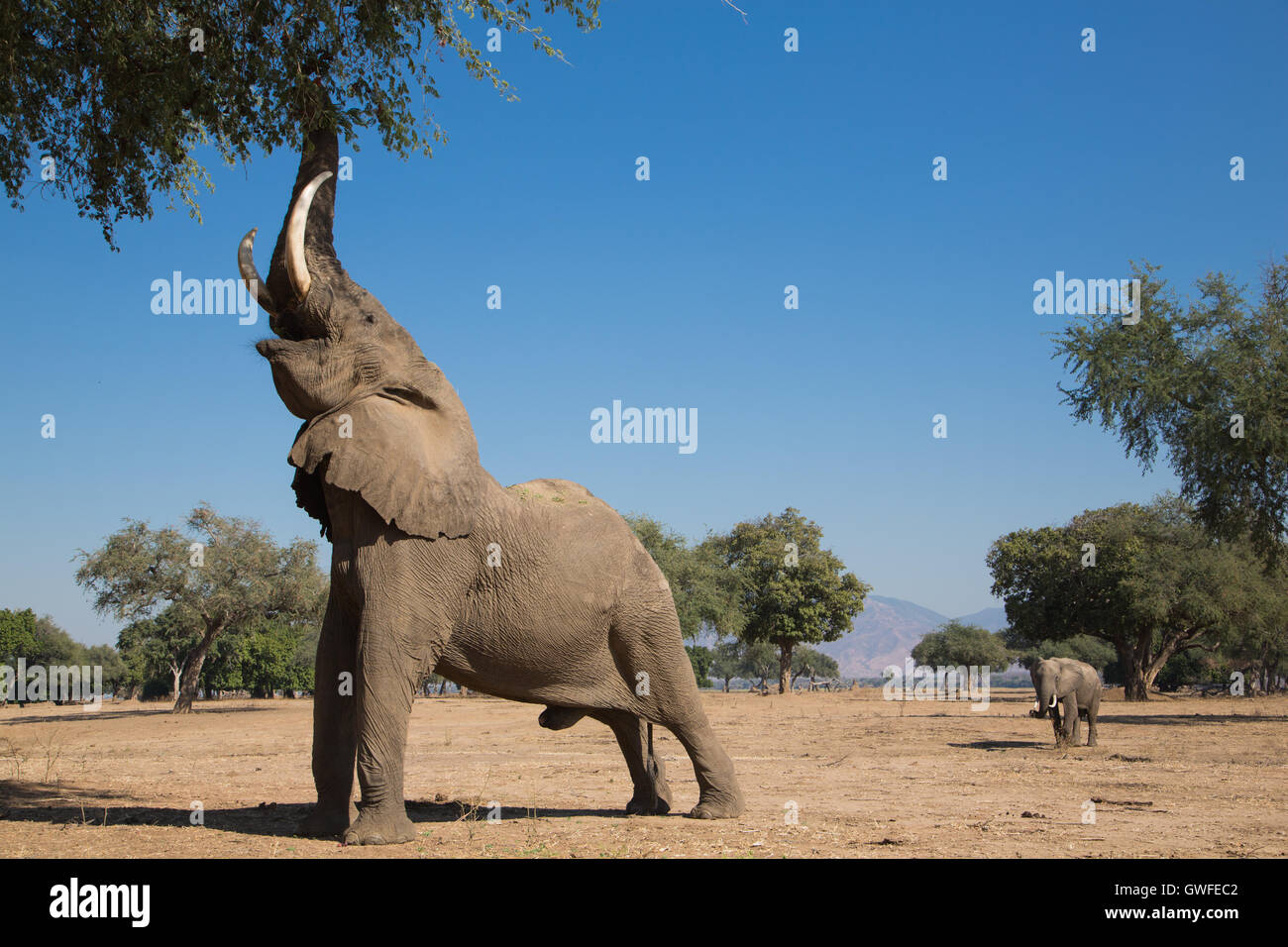 Big Vic is the biggest elephant bull in Mana Pools. His big frame and ...