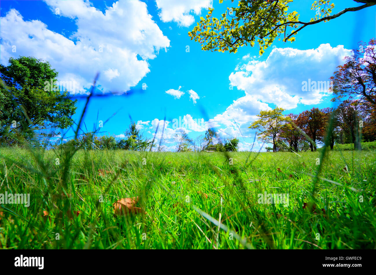 View of the green grass lawn in the park Stock Photo - Alamy