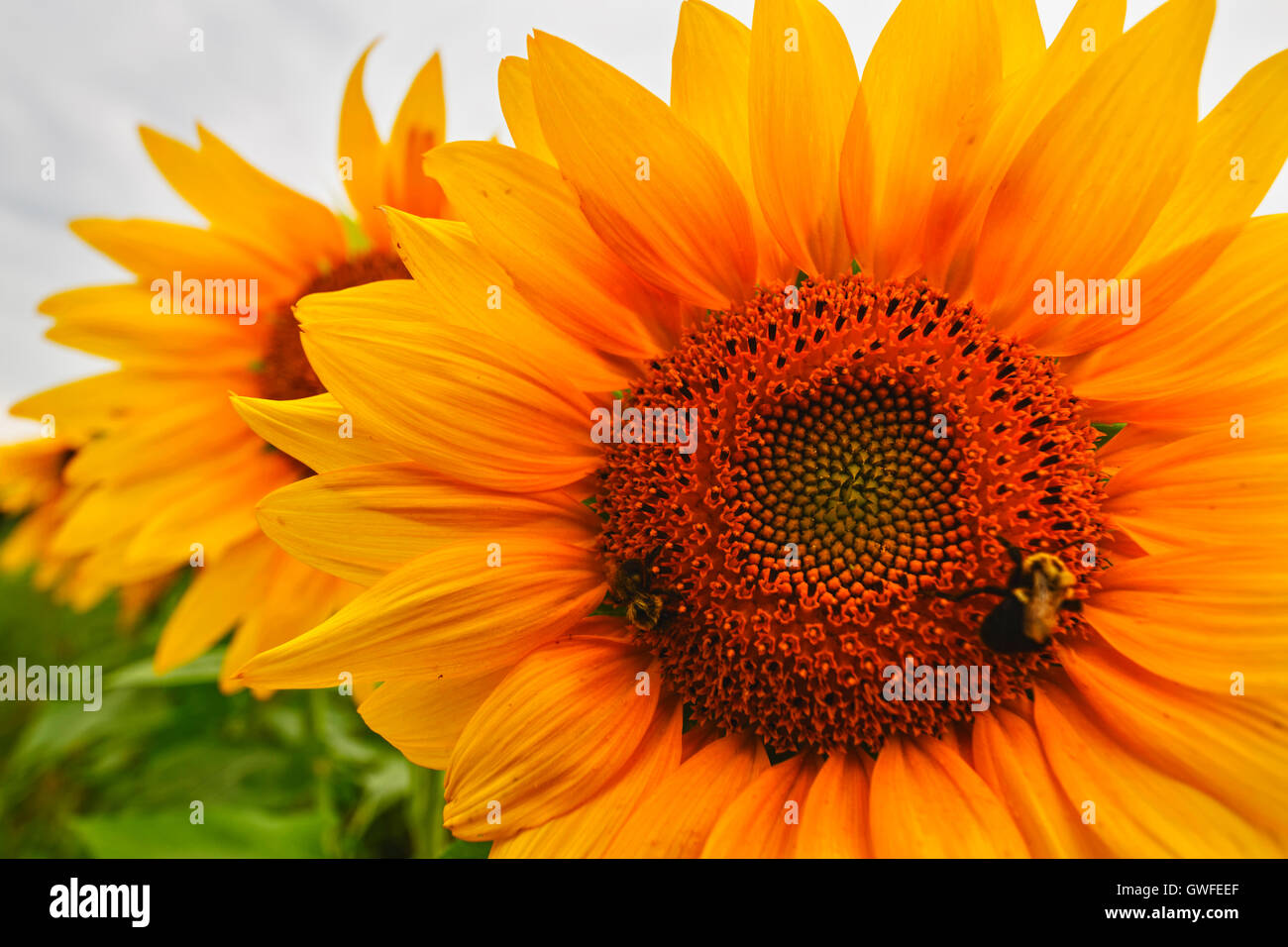 Bees pollinating sunflowers blooming in the farm fields Stock Photo - Alamy