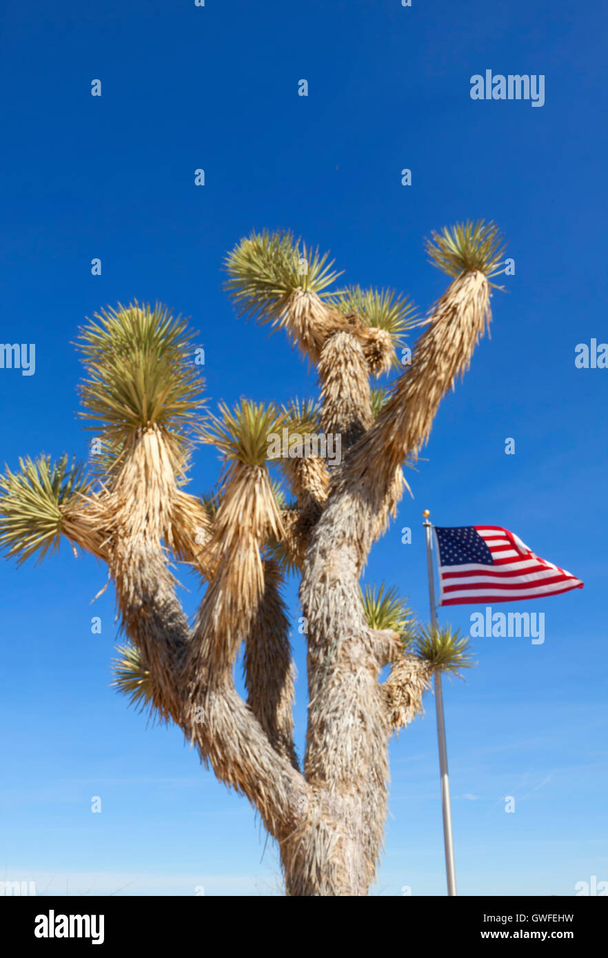View of dry landscape and Joshua Trees with American Flag in the Mojave ...