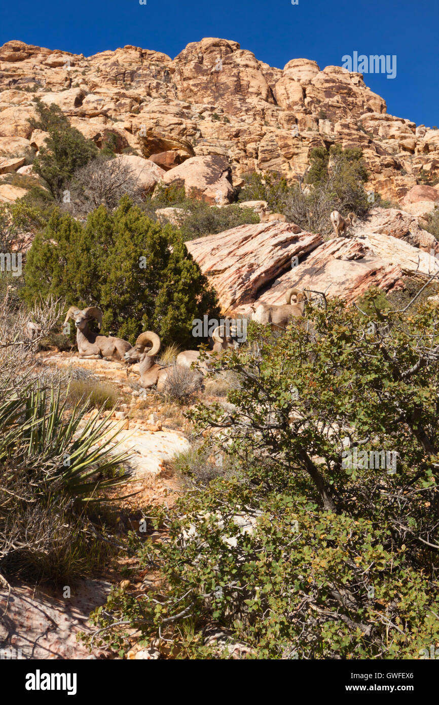 View of dry landscape and red rock formations of the Mojave Desert ...