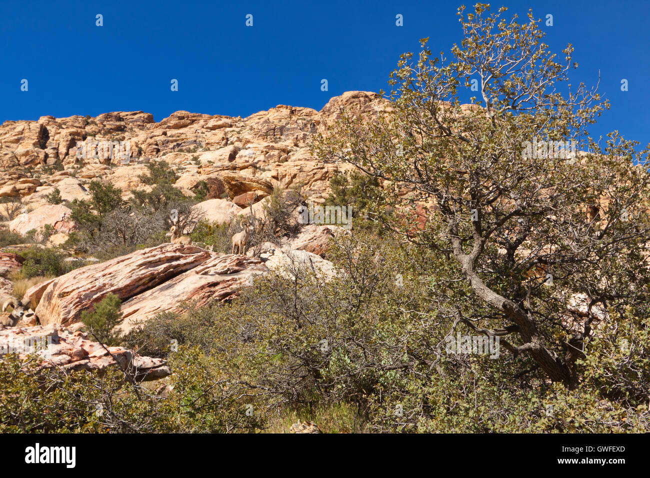 View of dry landscape and red rock formations of the Mojave Desert ...