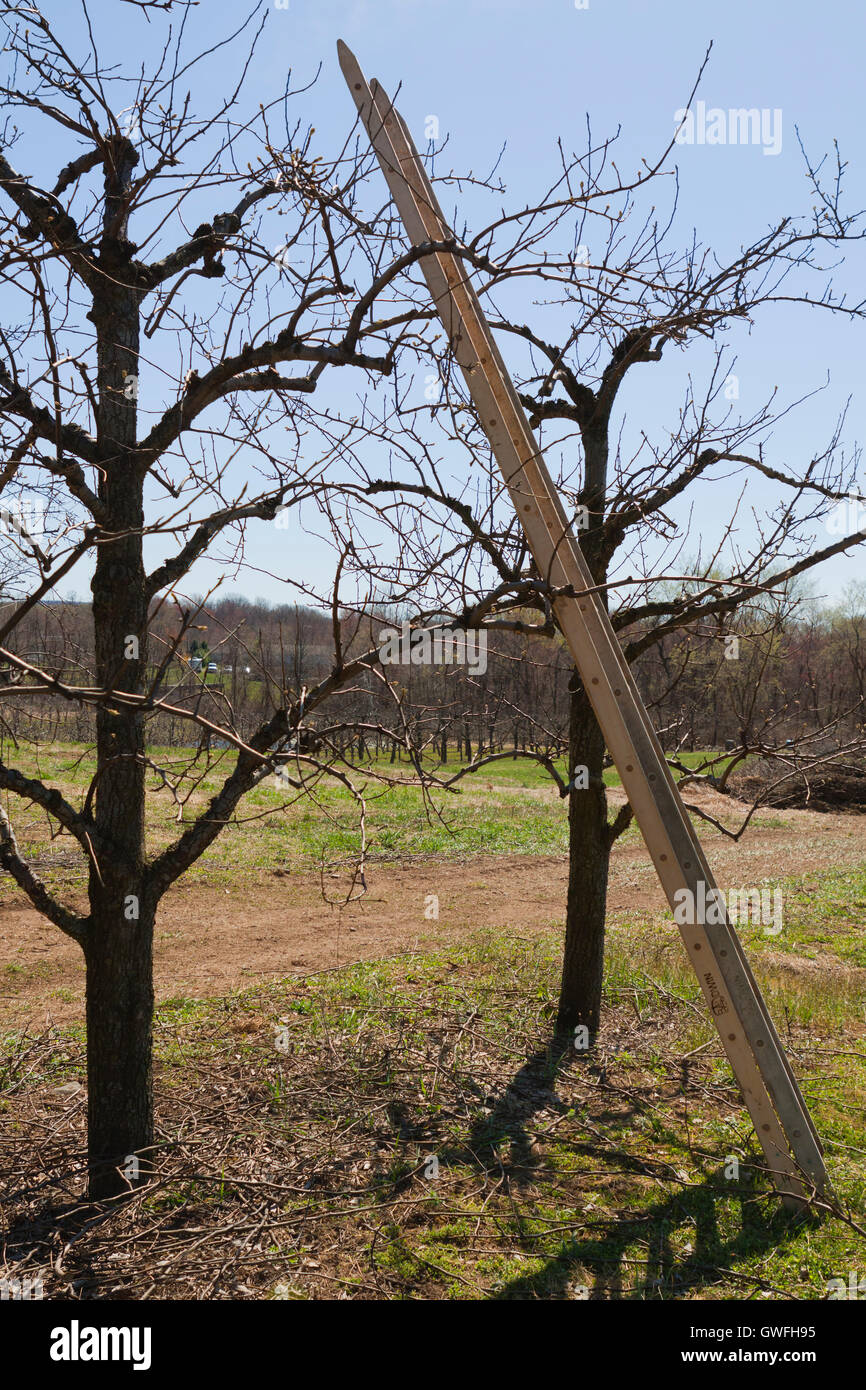 Ladder in the blossoming orchard Stock Photo - Alamy