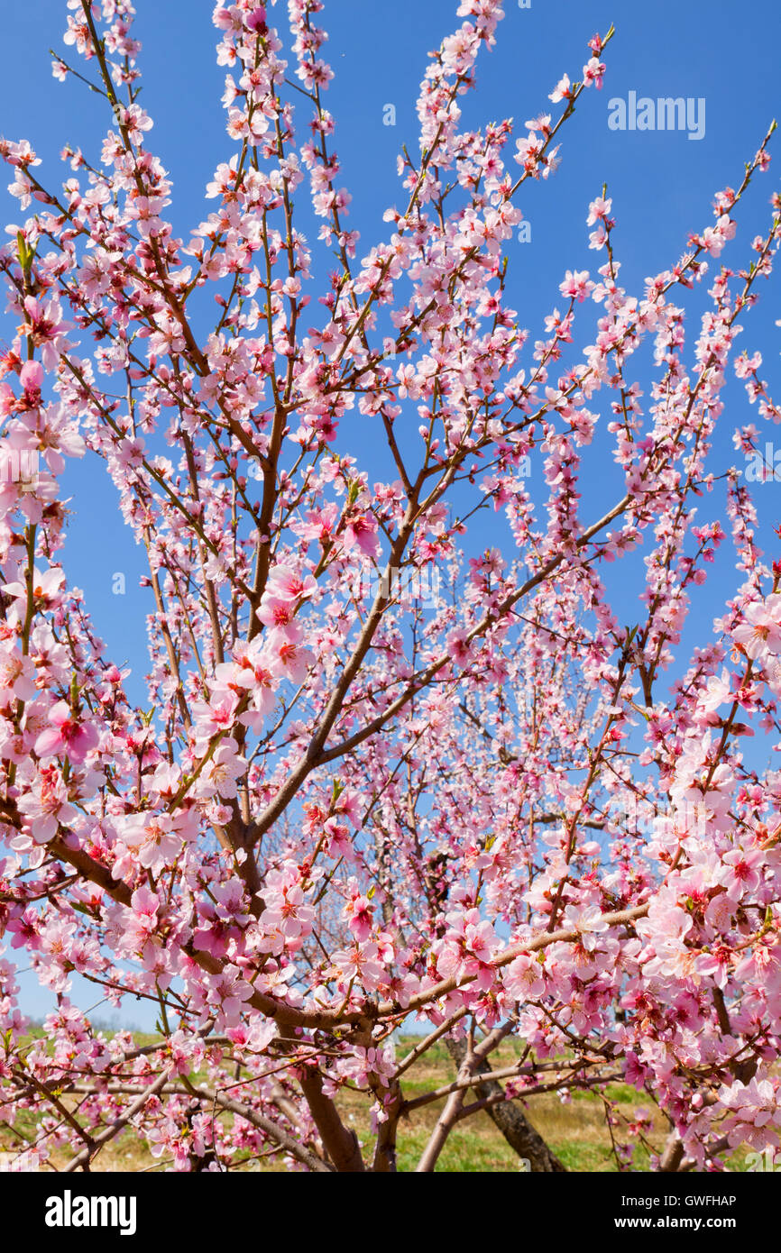 Blossoming orchard in the spring Stock Photo - Alamy
