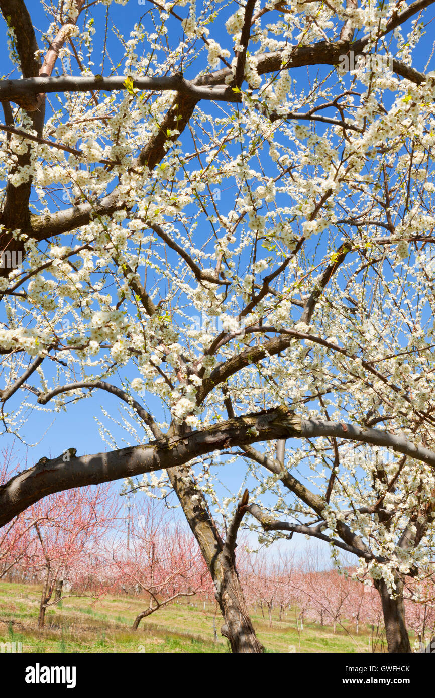 Blossoming orchard in the spring Stock Photo - Alamy