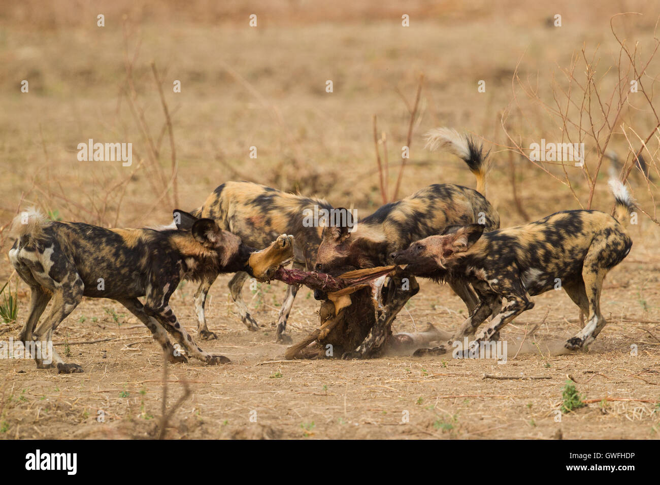 African Wild Dog (Lycaon pictus) ripping an Impala carcass (Aepyceros ...