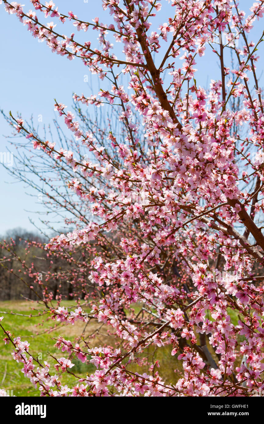 Blossoming orchard in the spring Stock Photo - Alamy