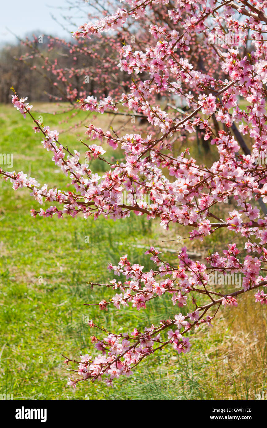 Blossoming orchard in the spring Stock Photo - Alamy