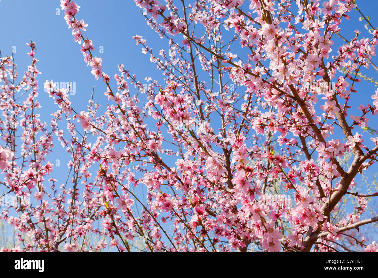 Blossoming orchard in the spring Stock Photo - Alamy