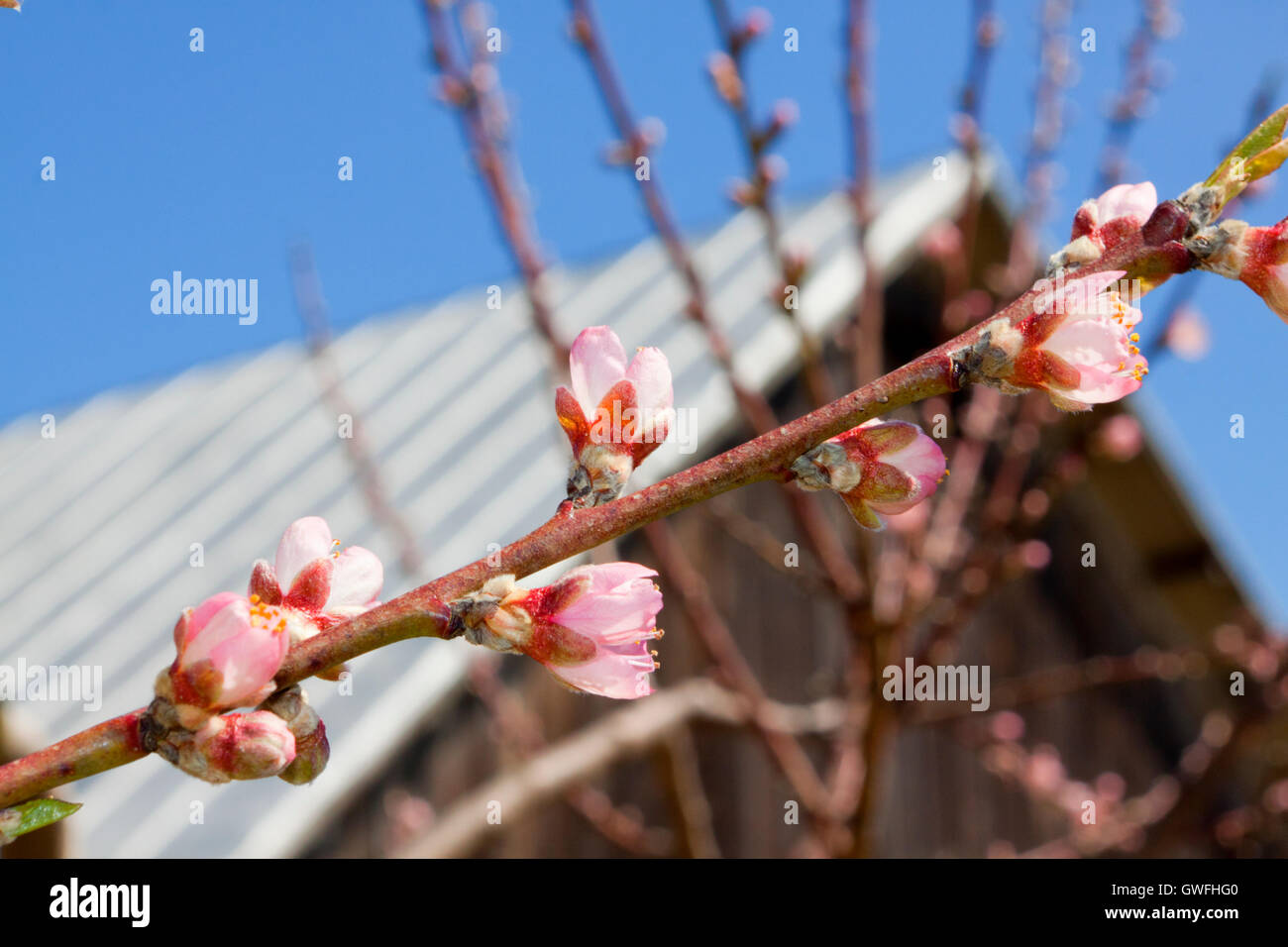Blossoming orchard in the spring Stock Photo - Alamy