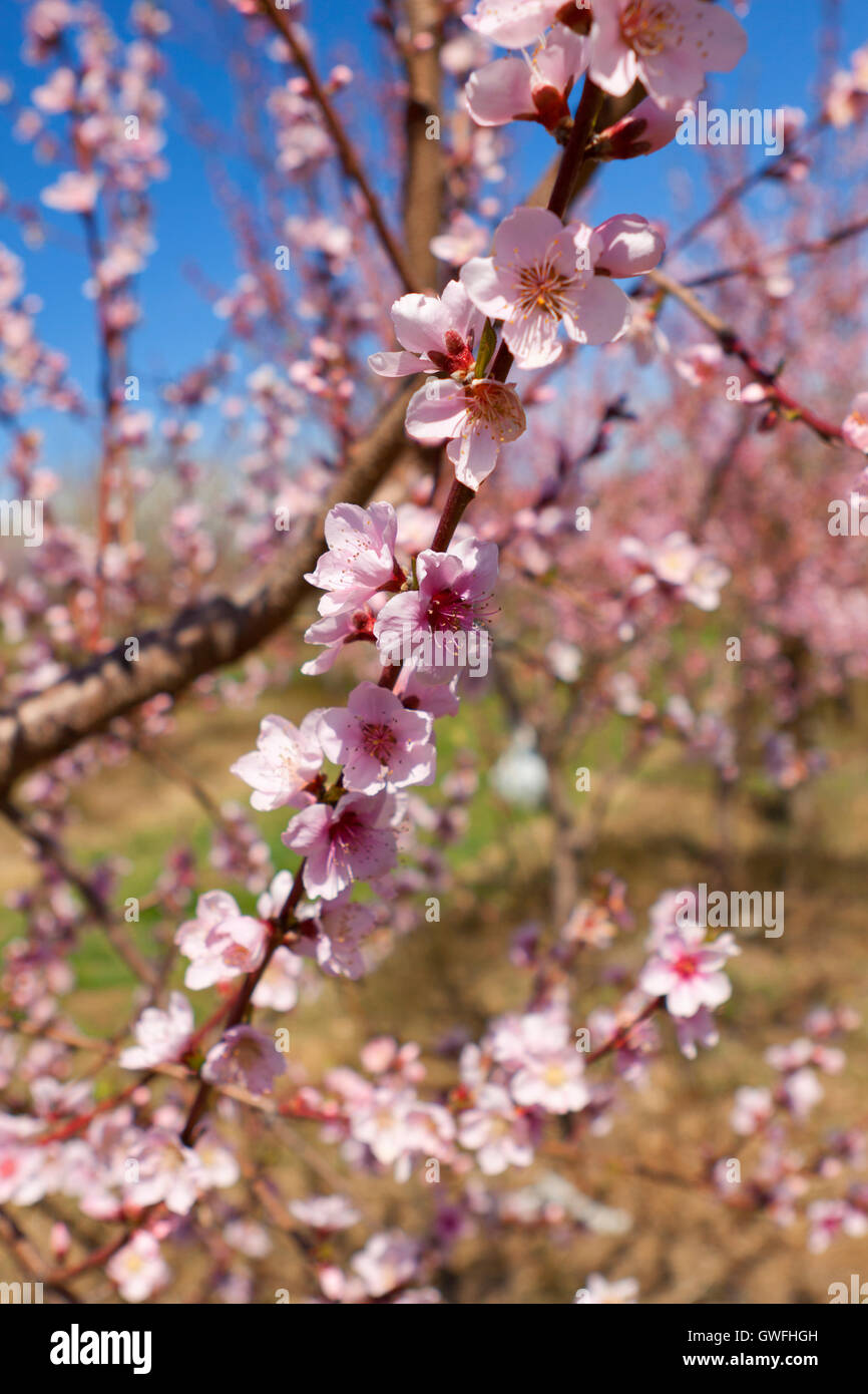Blossoming orchard in the spring Stock Photo - Alamy