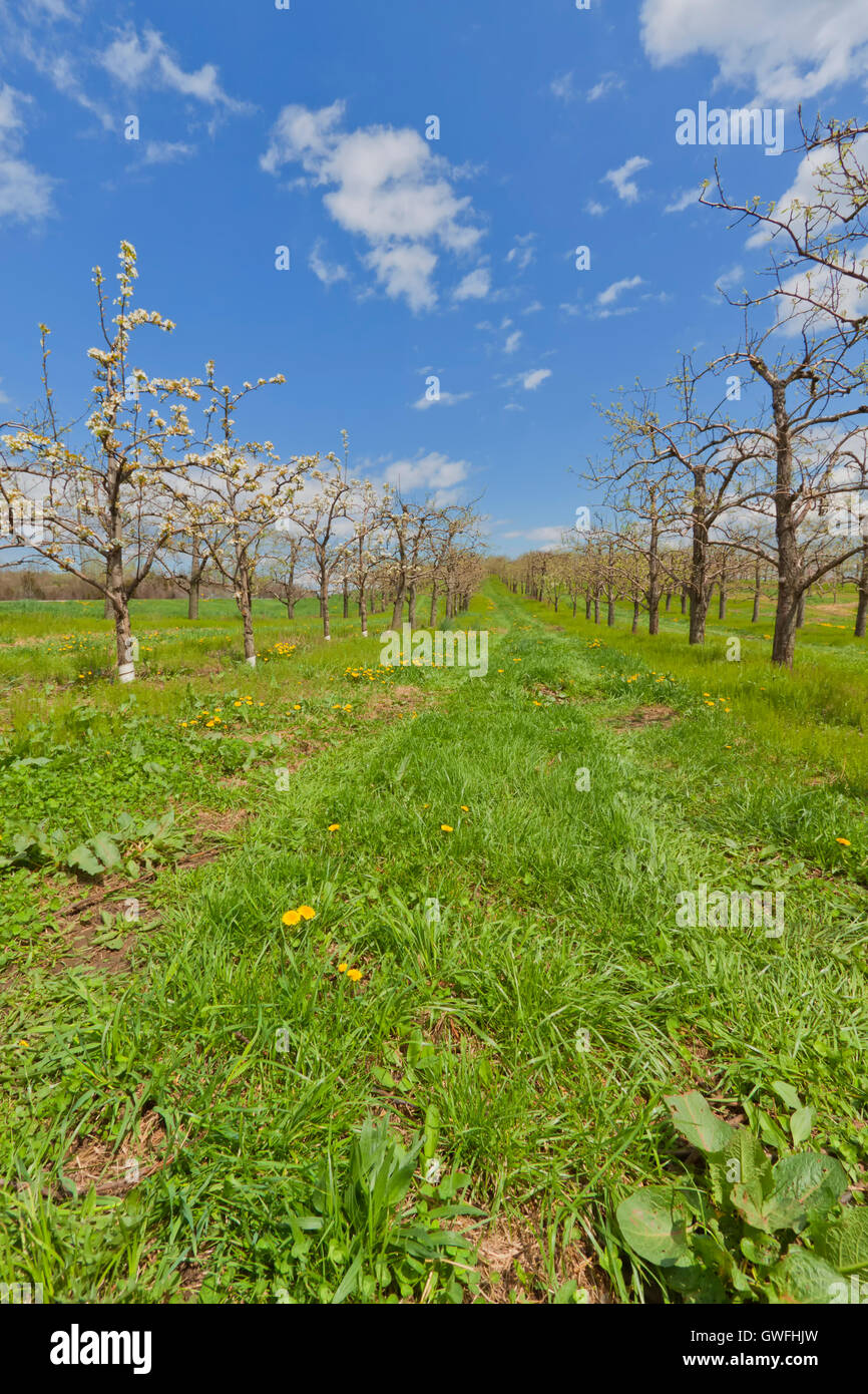 Blossoming orchard in the spring Stock Photo - Alamy
