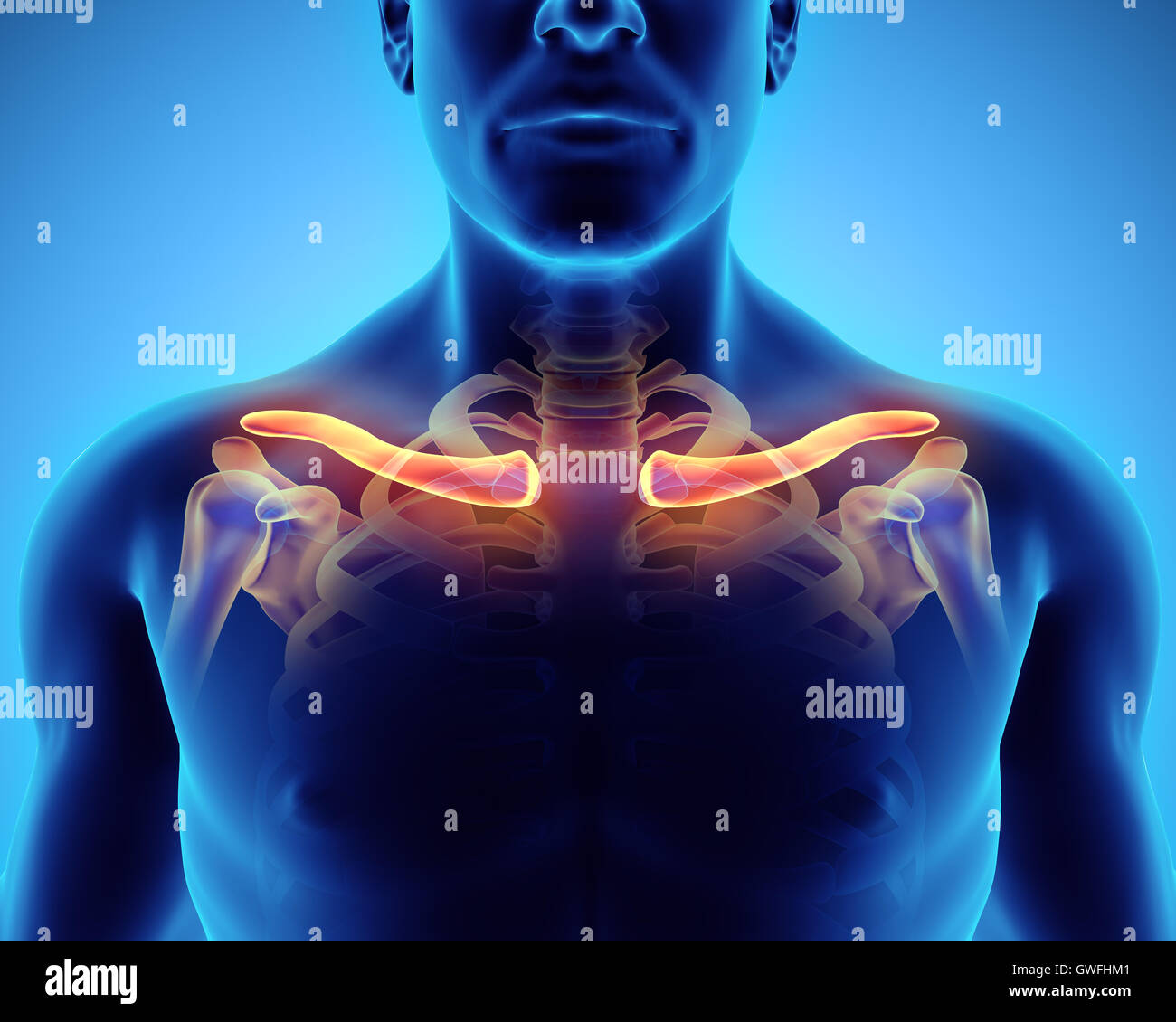 3D illustration of Clavicle - Part of Human Skeleton Stock Photo - Alamy