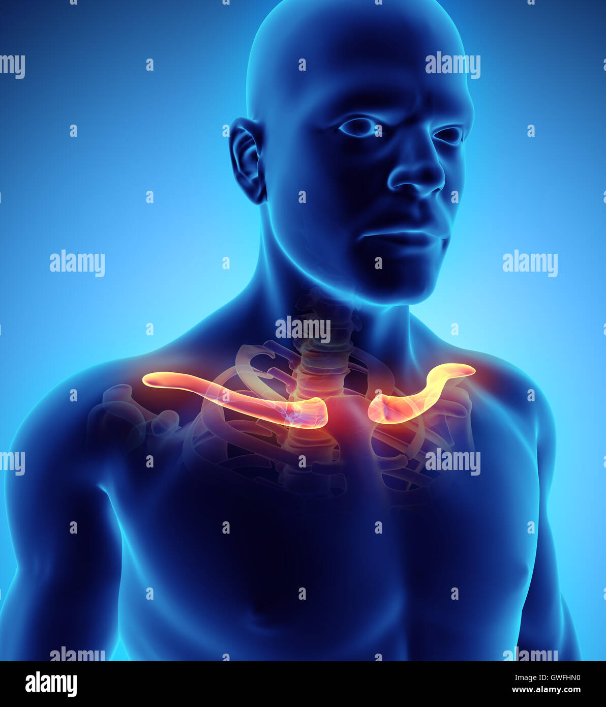 3D illustration of Clavicle - Part of Human Skeleton Stock Photo - Alamy