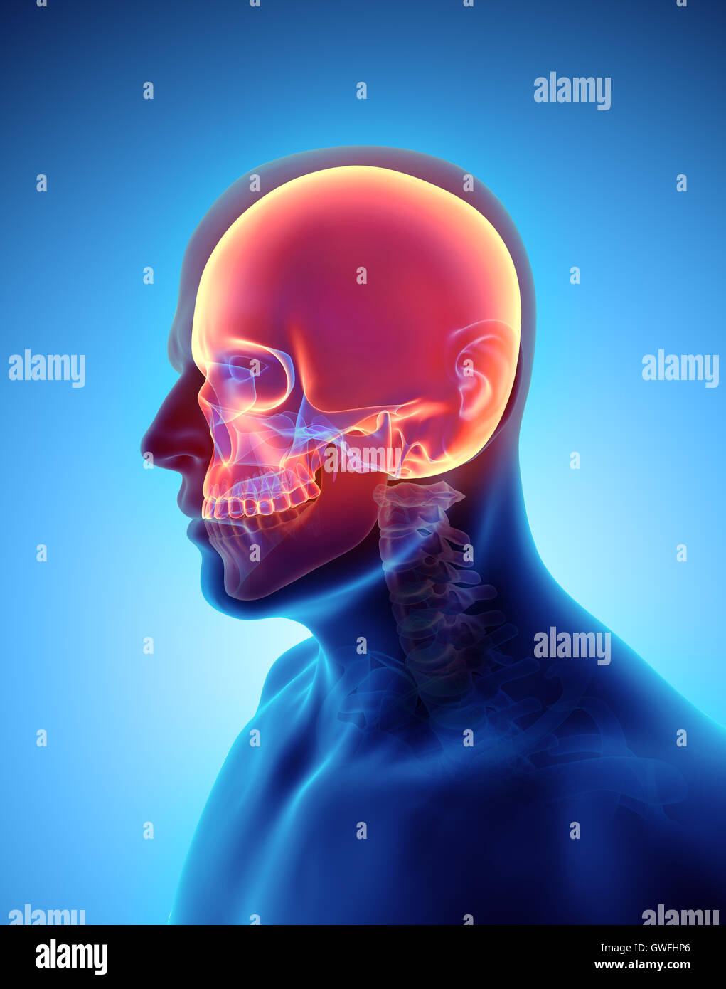 3D illustration of Cranium - Part of Human Skeleton Stock Photo - Alamy