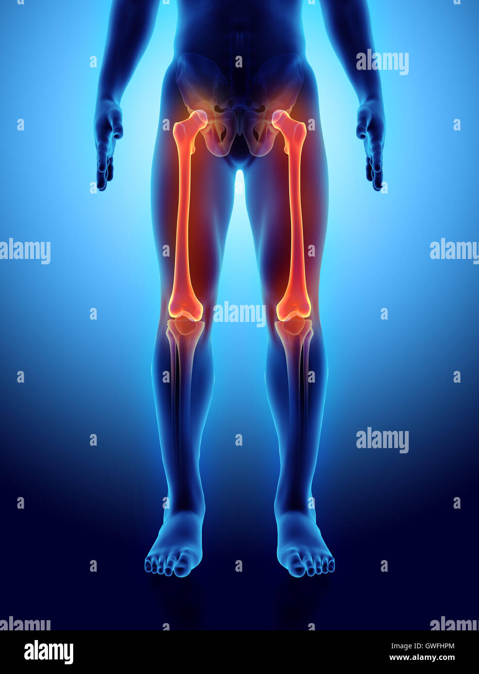 3D illustration of Femur - Part of Human Skeleton Stock Photo - Alamy