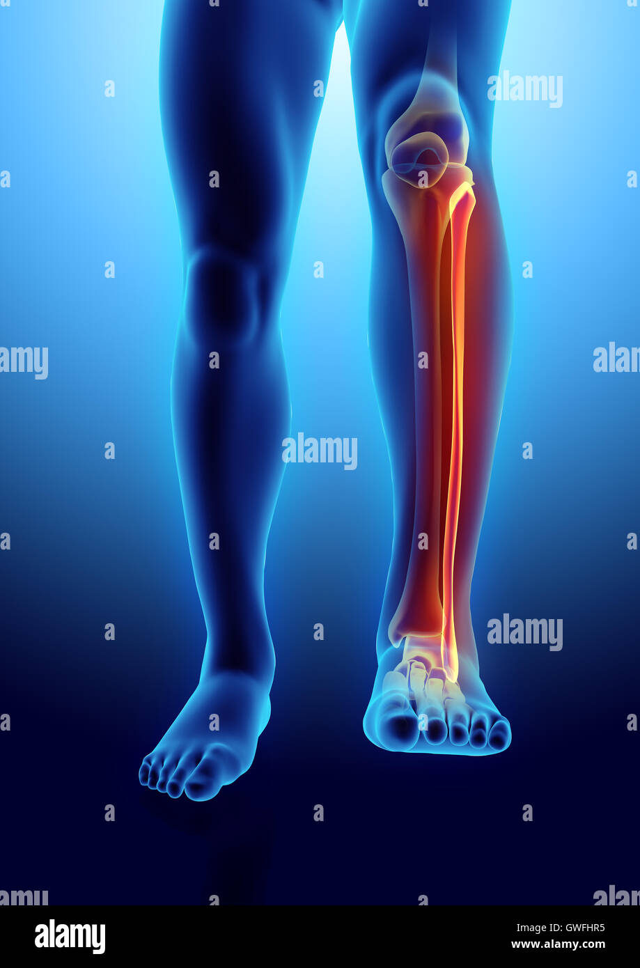 3D illustration of Fibula - Part of Human Skeleton Stock Photo - Alamy