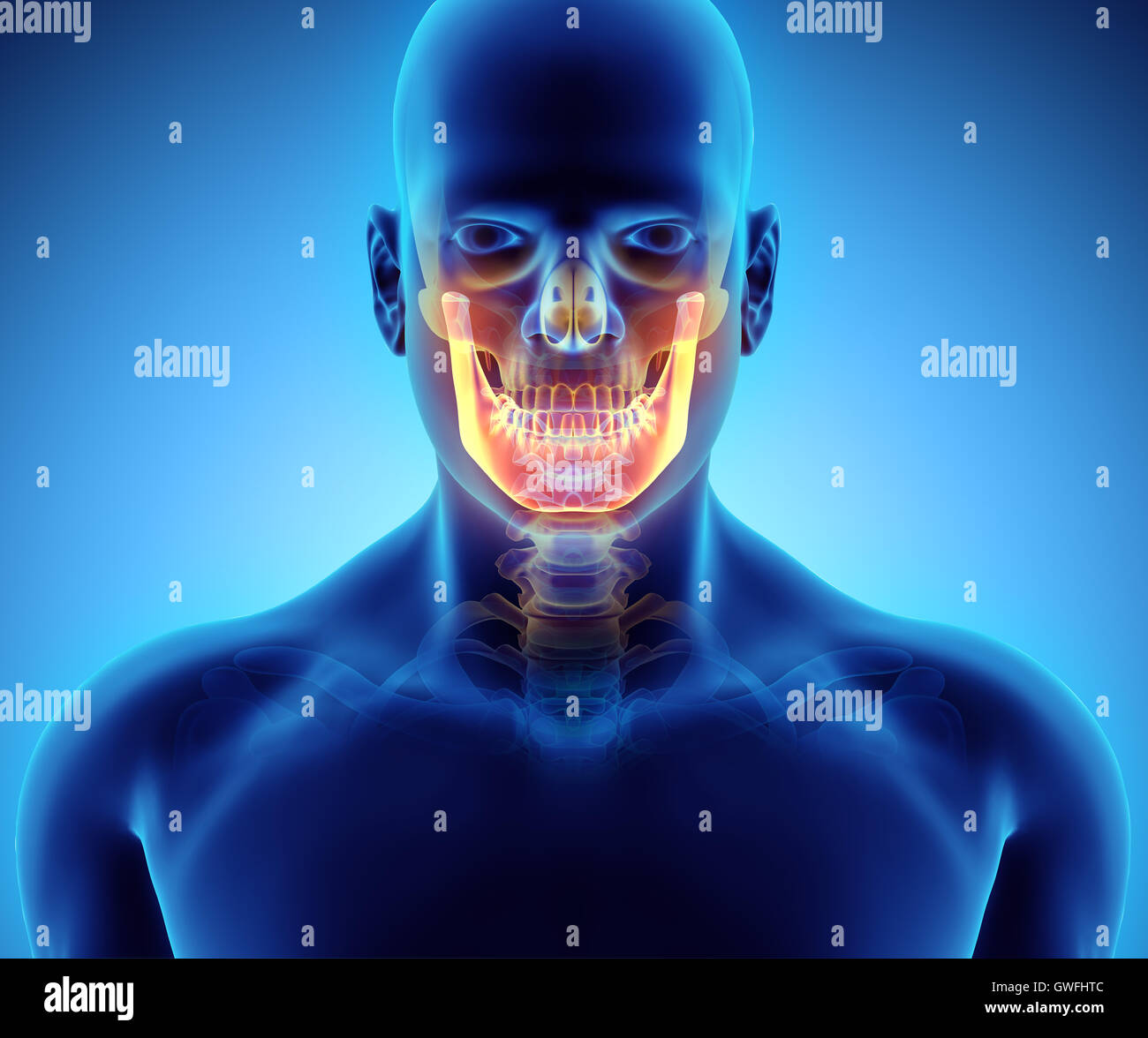 3D illustration of Mandible - Part of Human Skeleton Stock Photo - Alamy