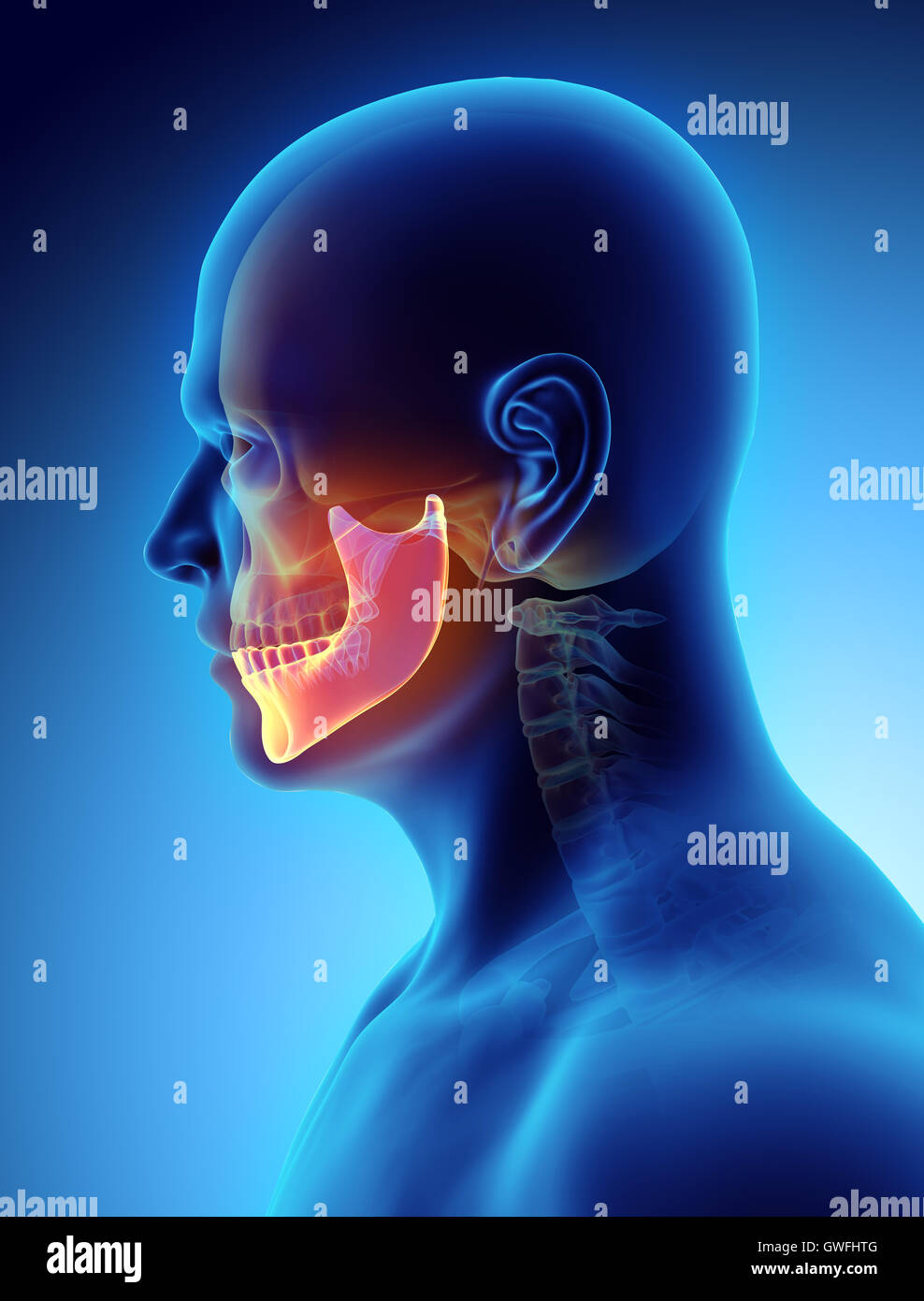 3D illustration of Mandible - Part of Human Skeleton Stock Photo - Alamy