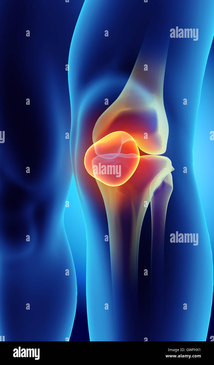 3D illustration of Patella - Part of Human Skeleton Stock Photo - Alamy