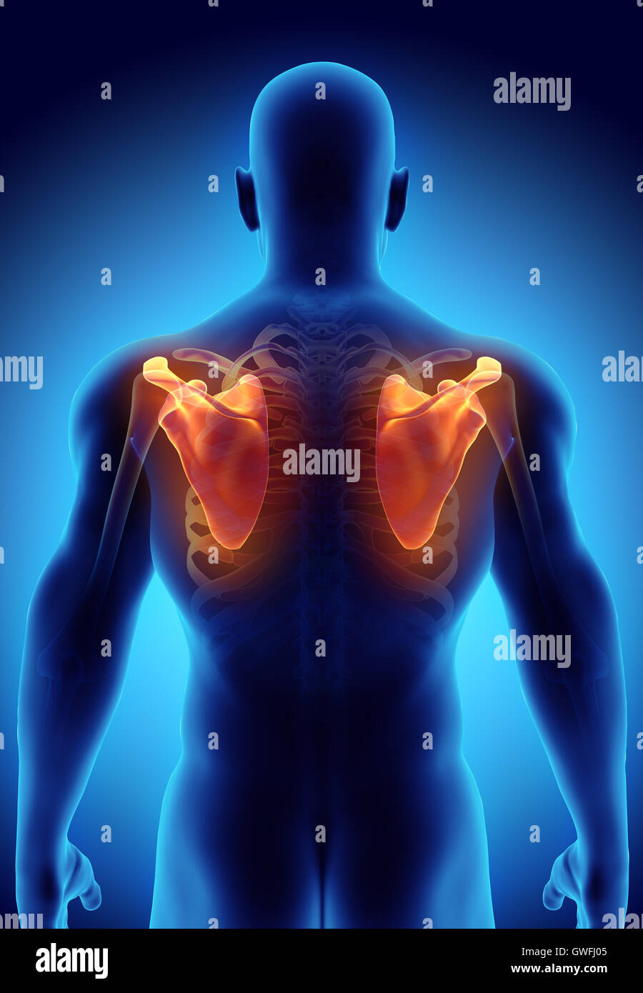 3D illustration of Scapula - Part of Human Skeleton Stock Photo - Alamy