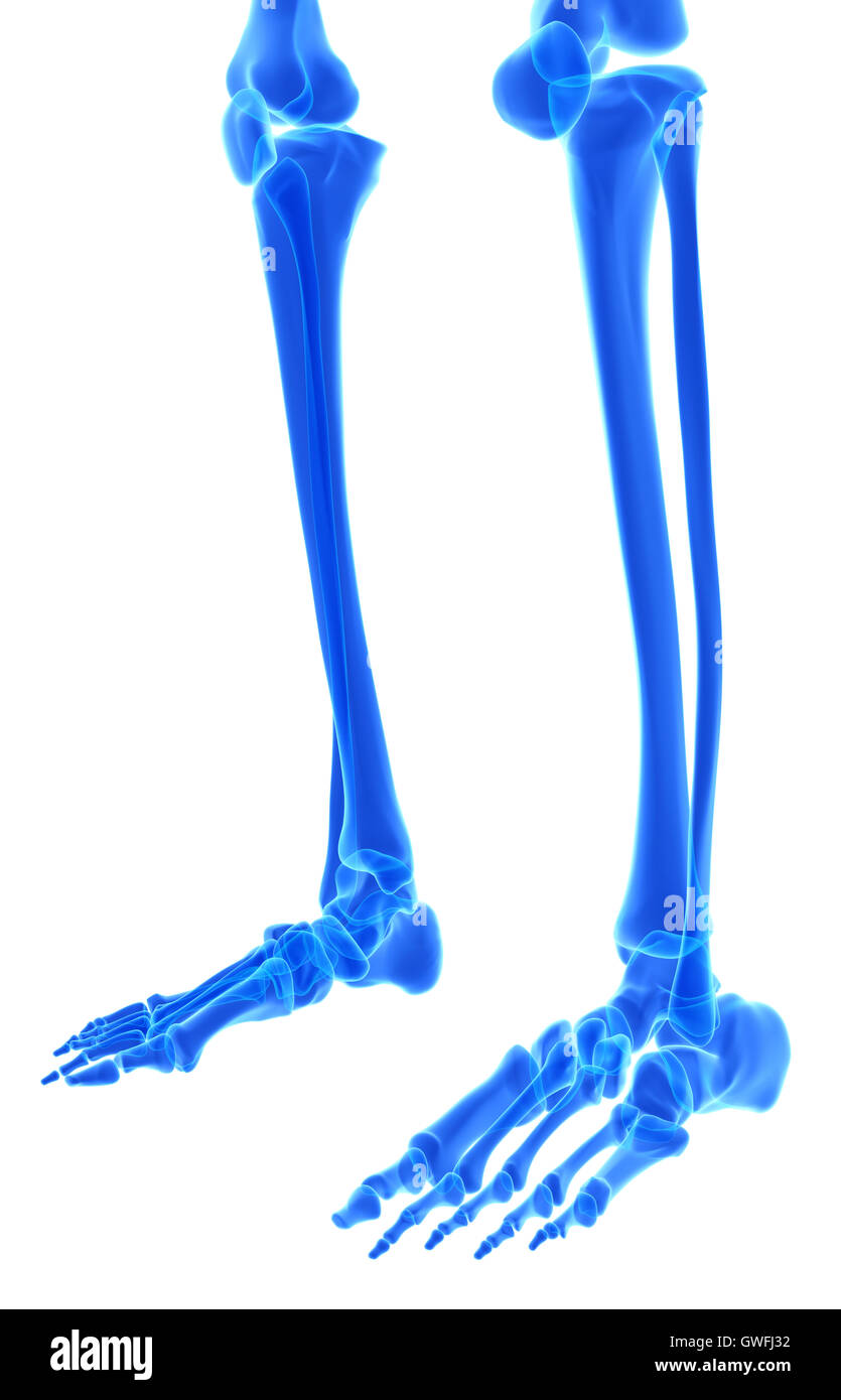 3D illustration of Feet Skeleton - Part of Human Skeleton Stock Photo ...