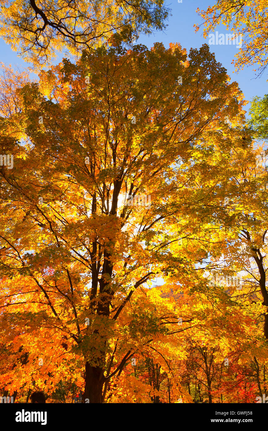 Colorful fall scenery landscapes Stock Photo - Alamy