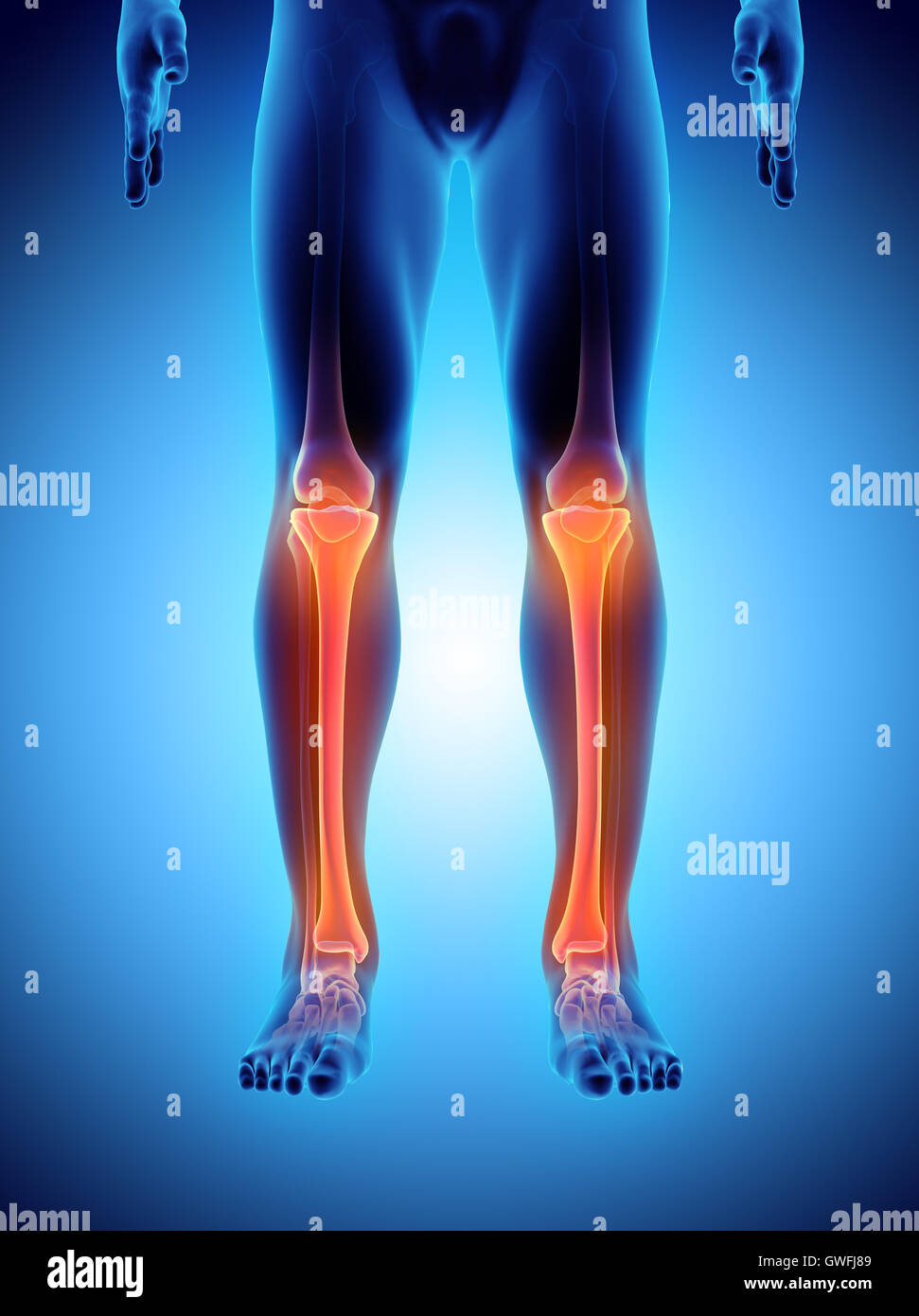 3D illustration of Tibia - Part of Human Skeleton Stock Photo - Alamy