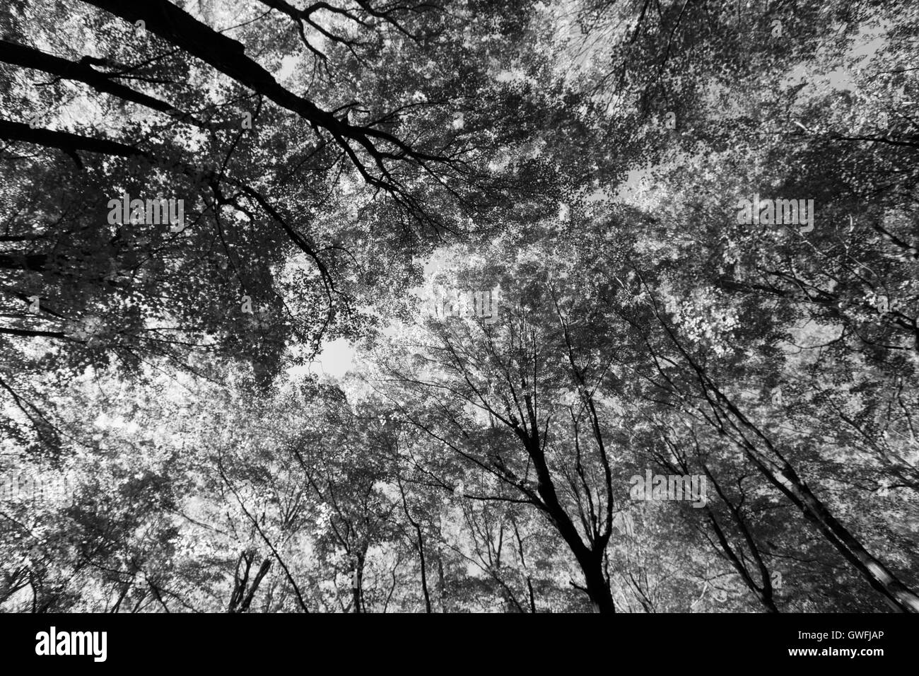 Fall in usa new Black and White Stock Photos & Images - Alamy