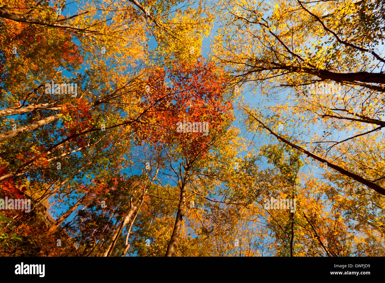 Beautiful Fall scenery in Upstate New York Stock Photo - Alamy
