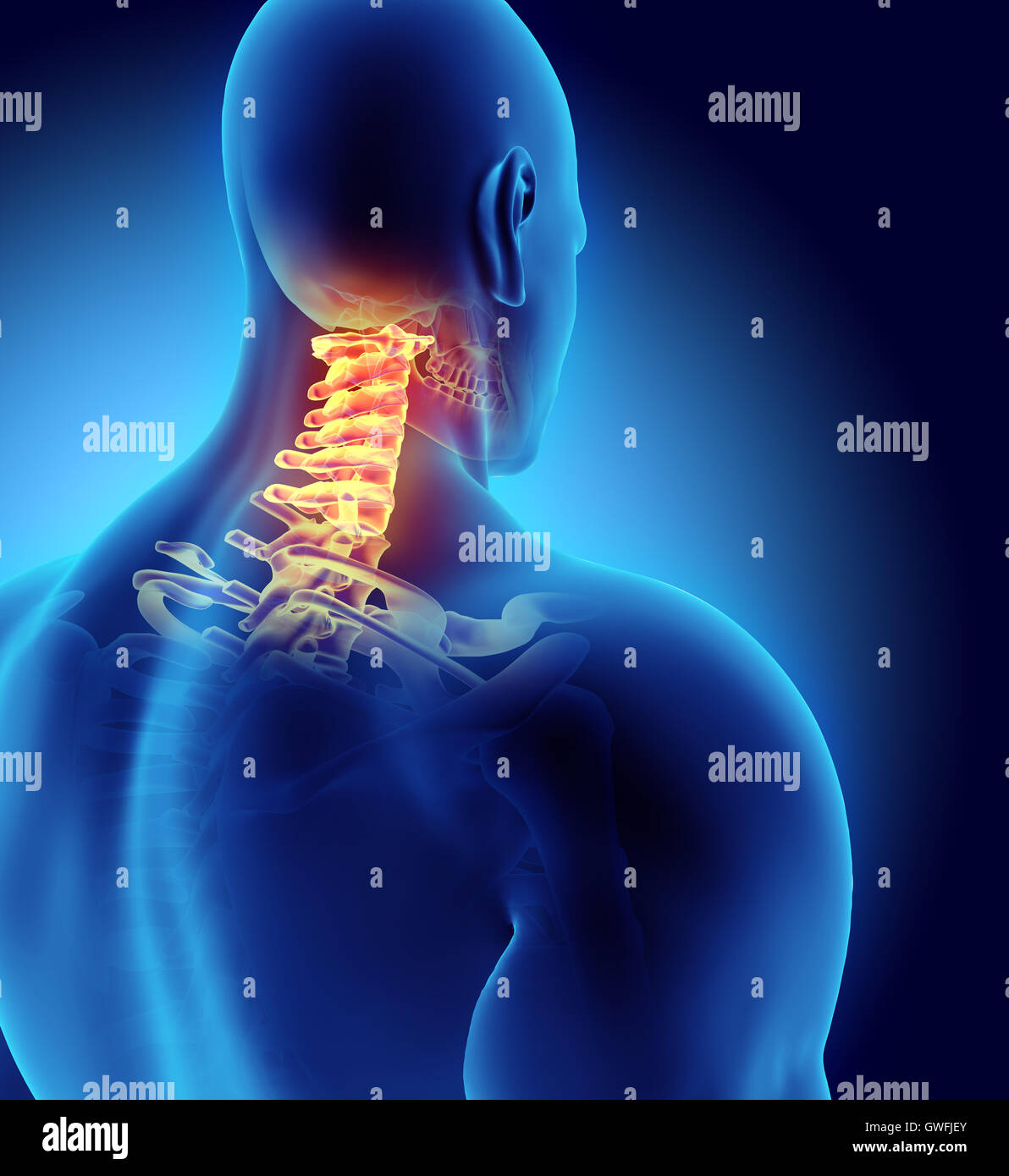 Cervical spine hi-res stock photography and images - Alamy