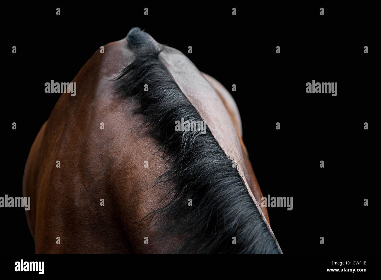 Head and neck muscles hi-res stock photography and images - Alamy