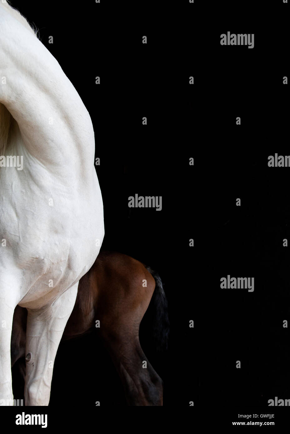Neckline and chest of an Egyptian Arabian mare with the rear end of her ...