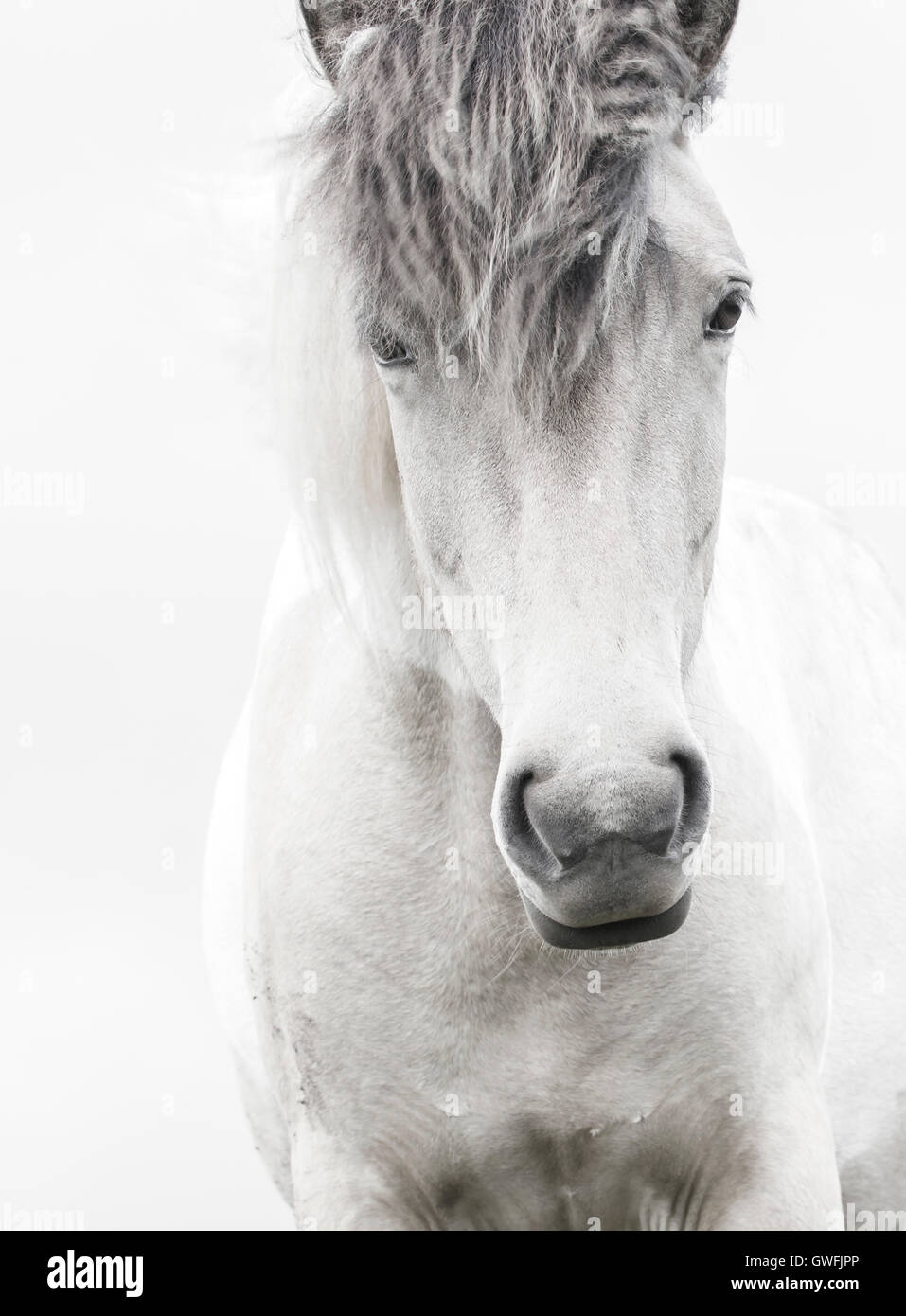 Front view of an Icelandic pony Stock Photo - Alamy