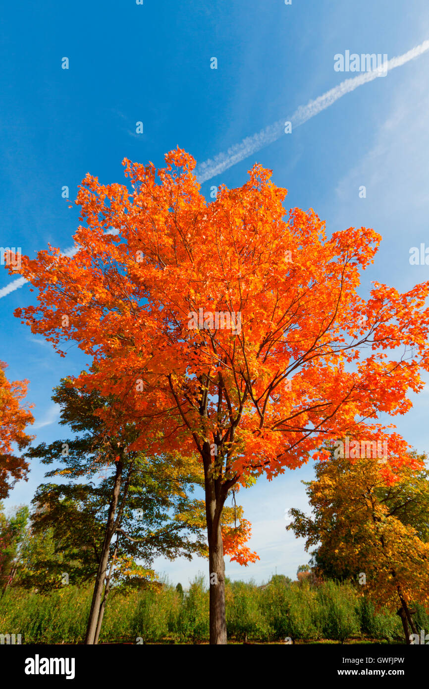 Beautiful Fall scenery in Upstate New York Stock Photo - Alamy