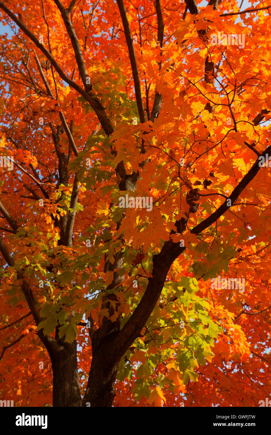Beautiful Fall scenery in Upstate New York Stock Photo - Alamy