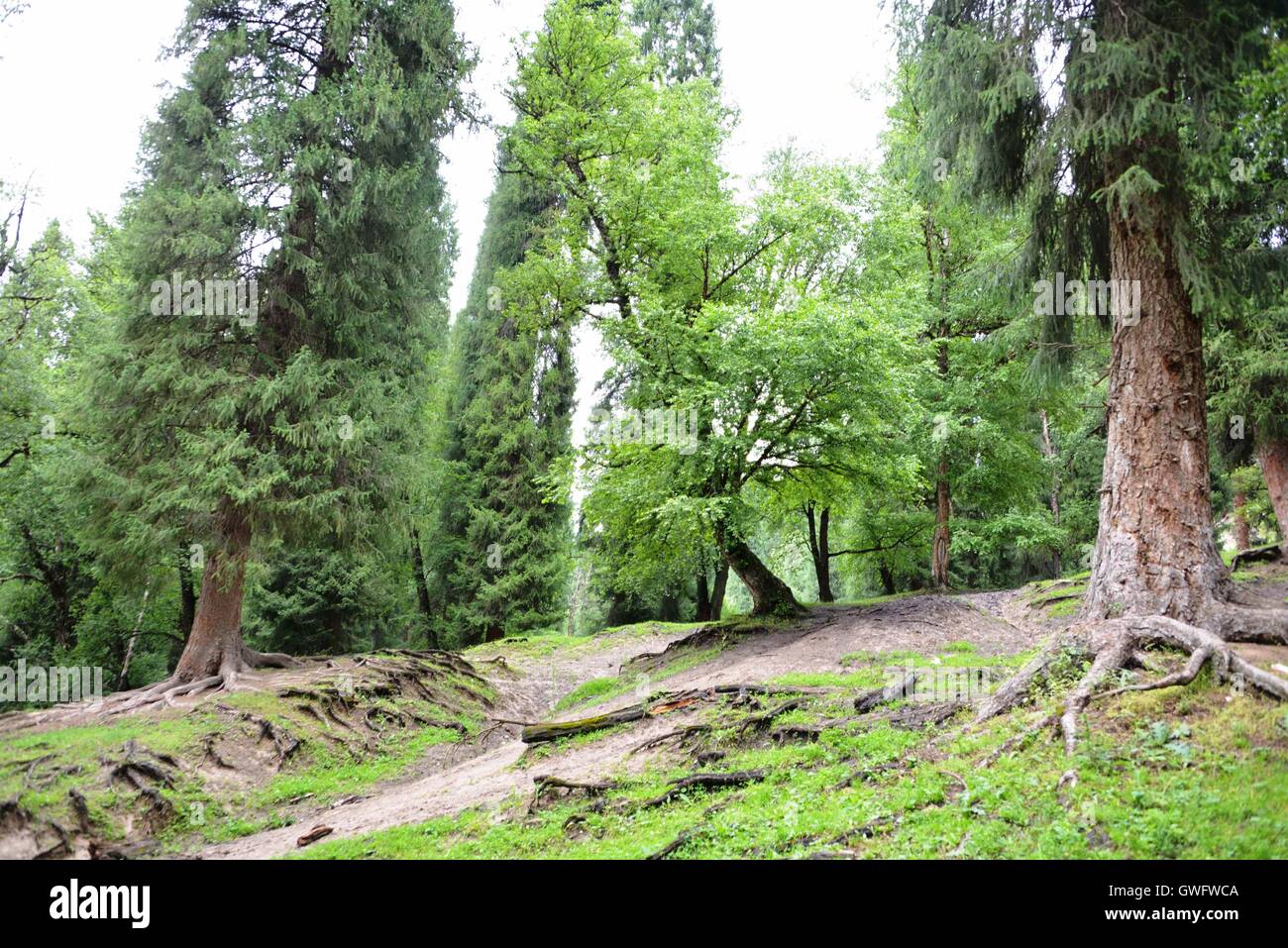 Tian shan fruit trees hi-res stock photography and images - Alamy
