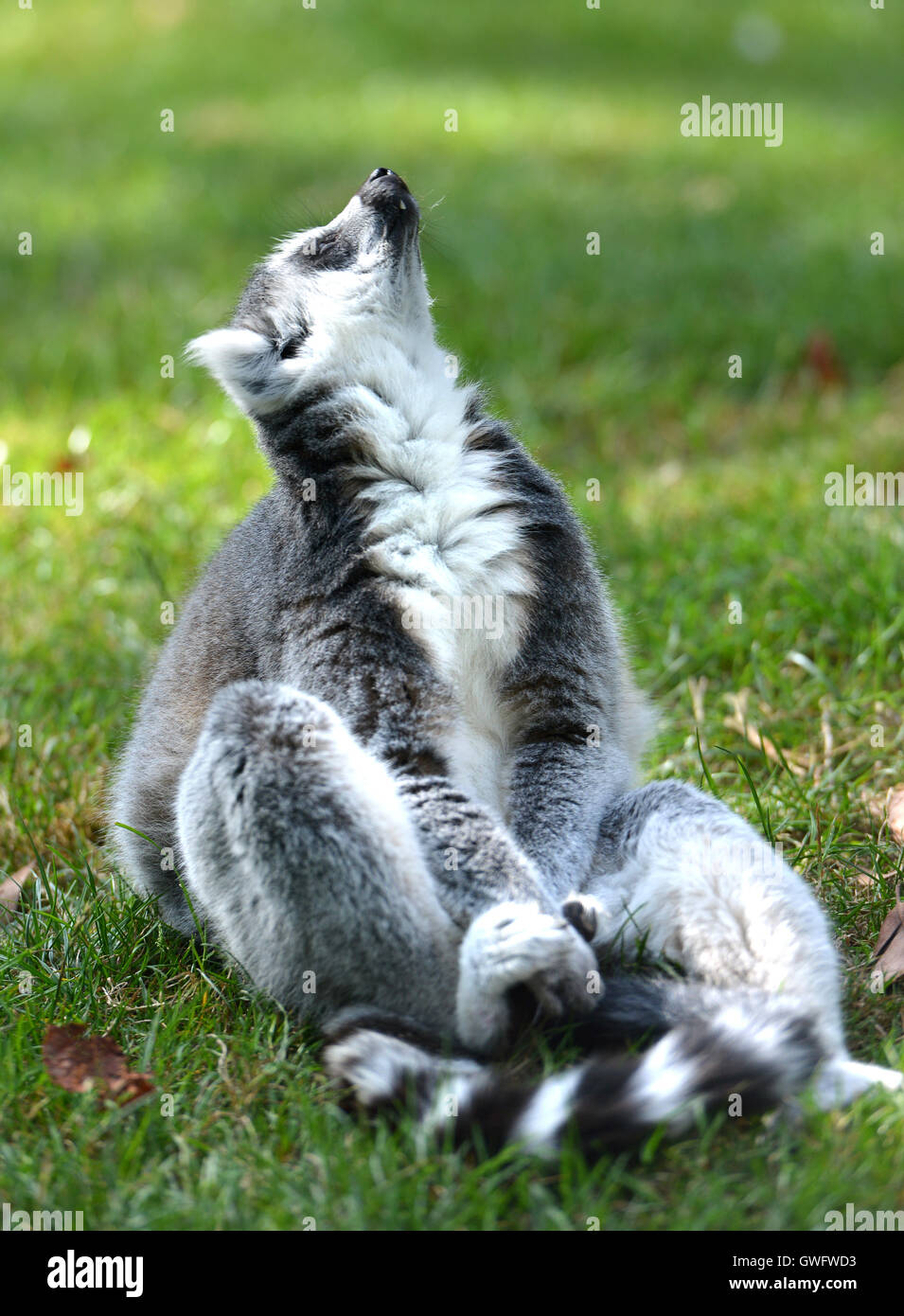 Ring-tailed lemur sitting Stock Photo - Alamy