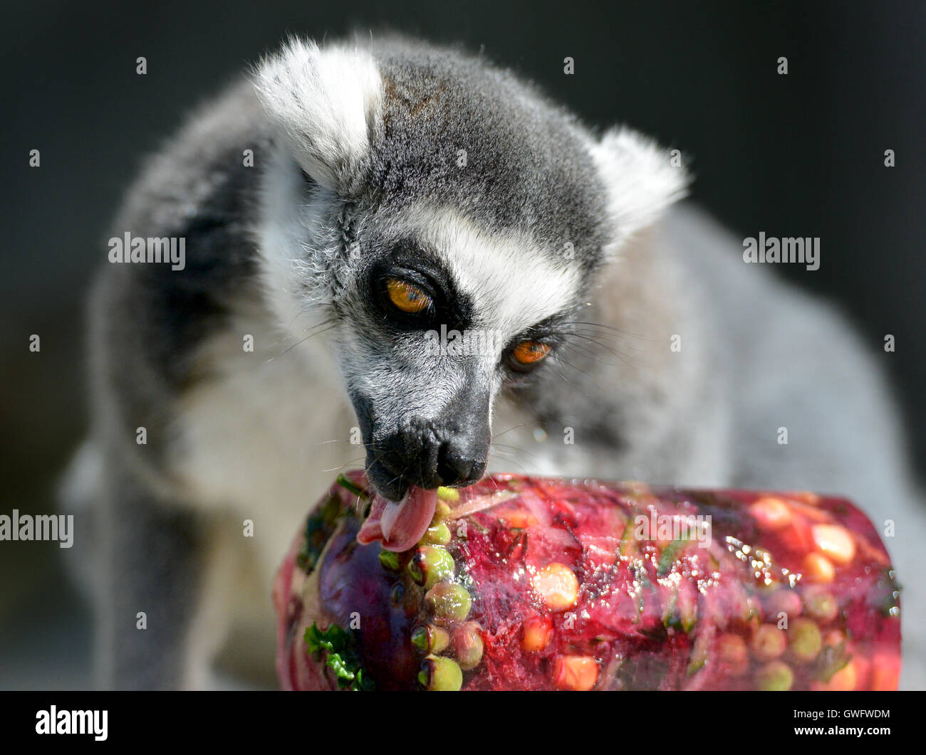 Ring-tailed lemurs keeping cool by eating ice lollies made from fruit ...
