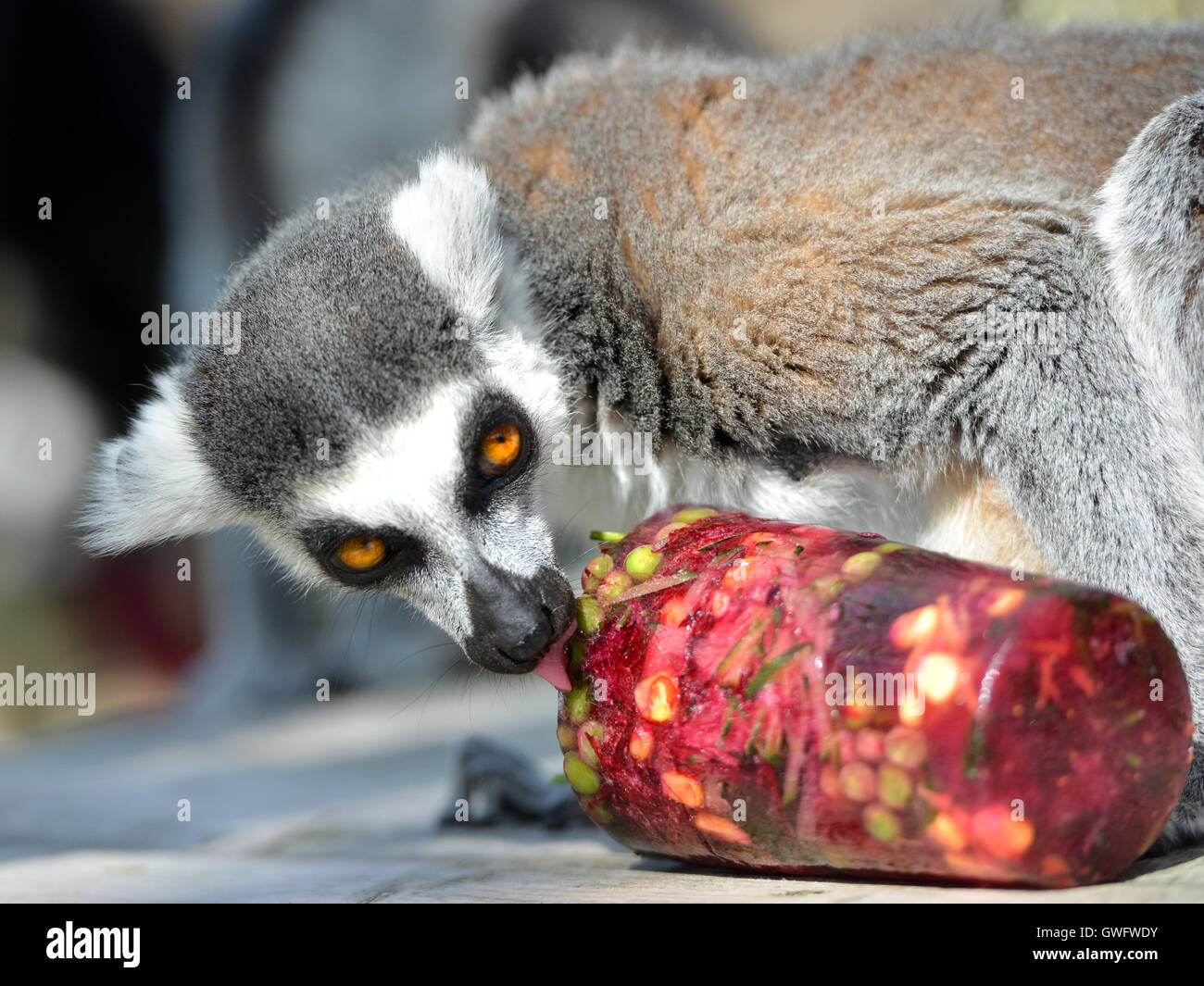 Ring-tailed lemurs keeping cool by eating ice lollies made from fruit ...