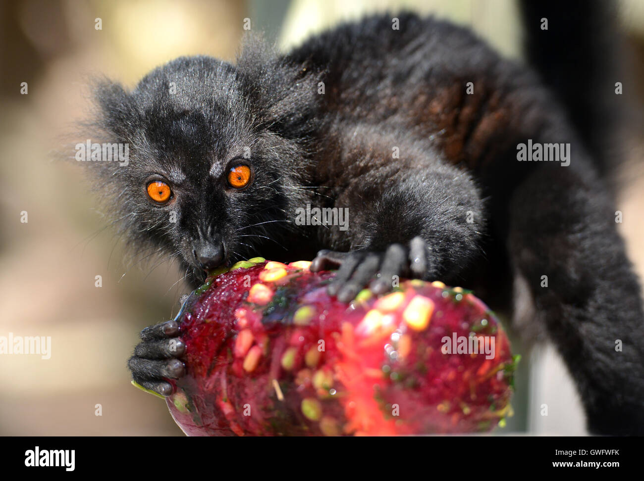Black lemurs licking lollies made of fruit and veg, desgned to help ...