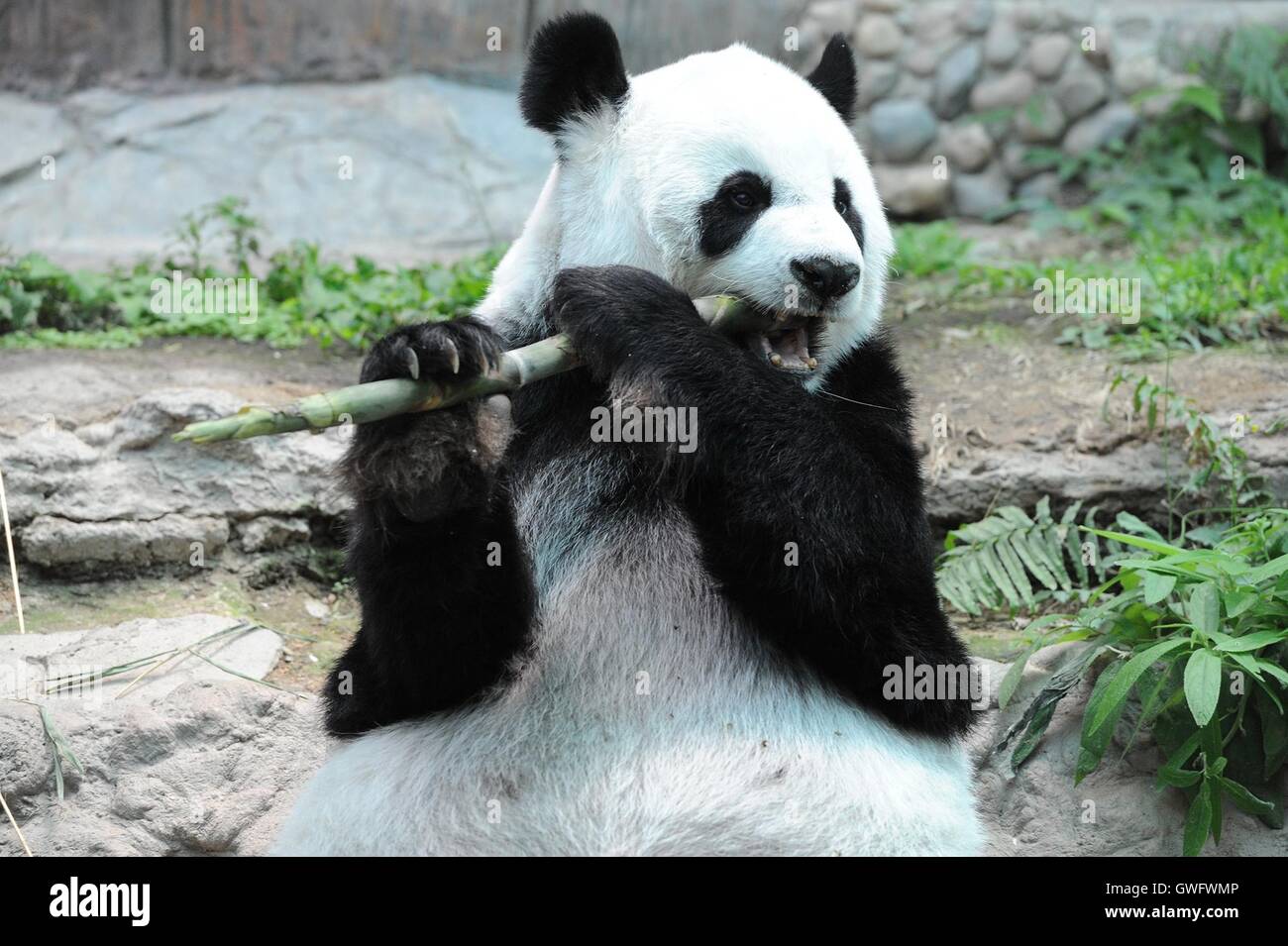 Chiang Mai. 13th Sep, 2016. Giant panda Lin Hui feeds herself with ...