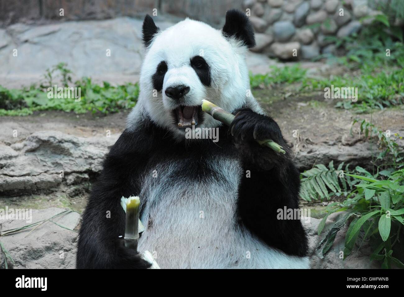 Chiang Mai. 13th Sep, 2016. Giant panda Lin Hui feeds herself with ...