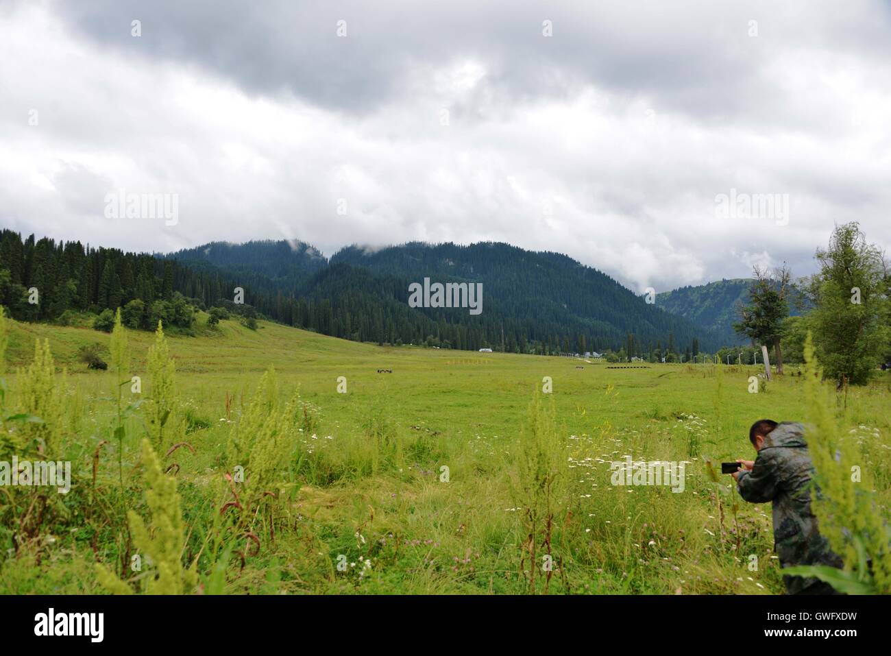 Tian shan fruit trees hi-res stock photography and images - Alamy