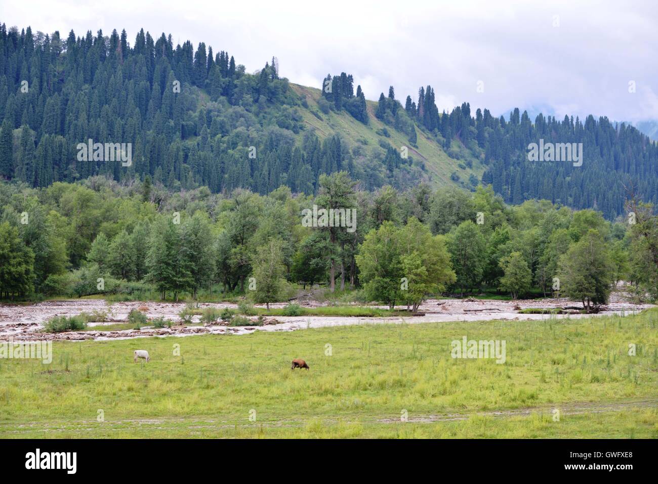 Tian shan fruit trees hi-res stock photography and images - Alamy