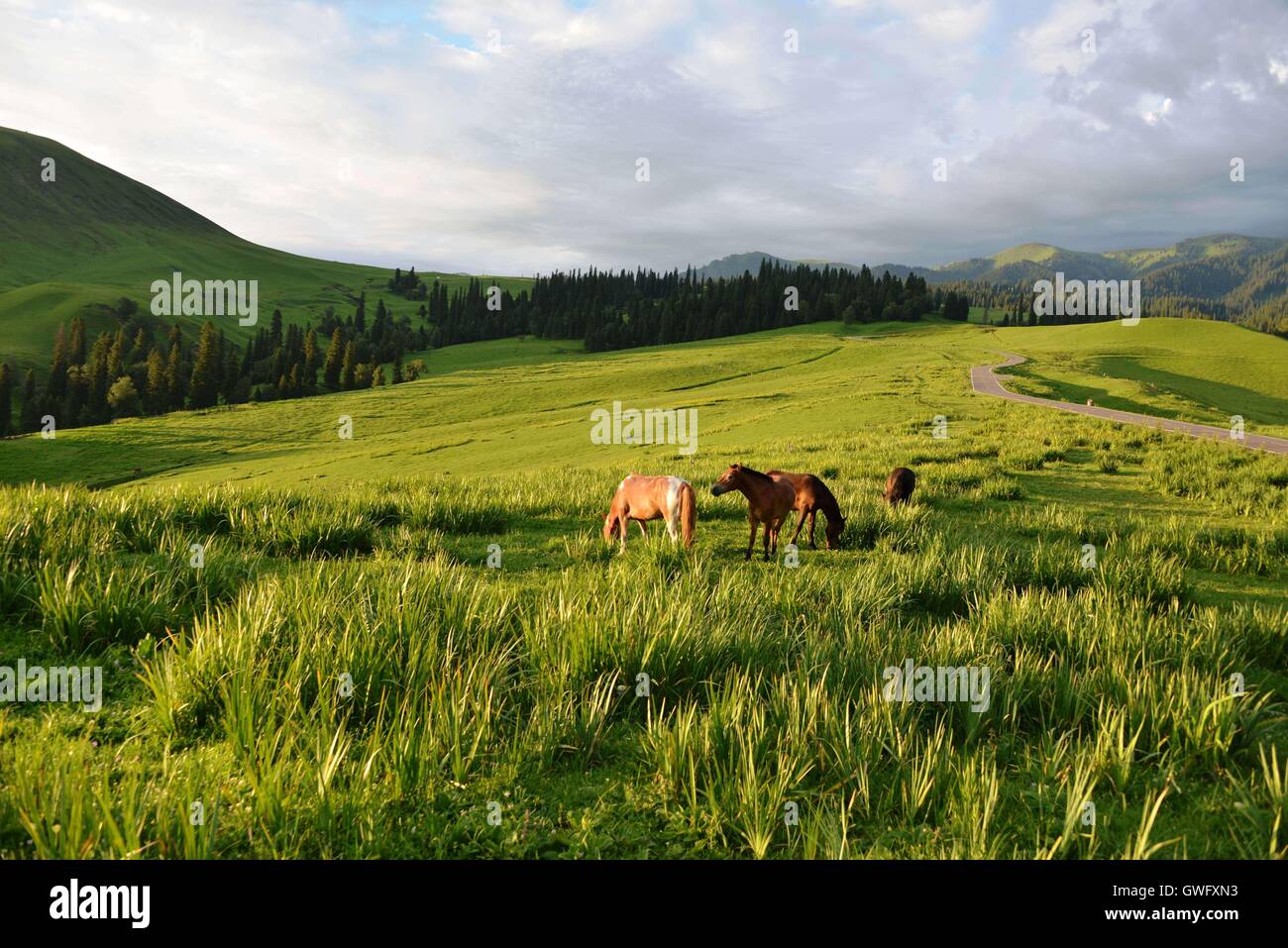 China. 13th Sep, 2016. Xinjiang, CHINA-July 10 2016:?(EDITORIAL?USE ...